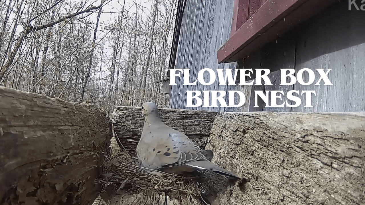 Flower Box Bird Nest – Mourning Dove – Livestream – 1 hour